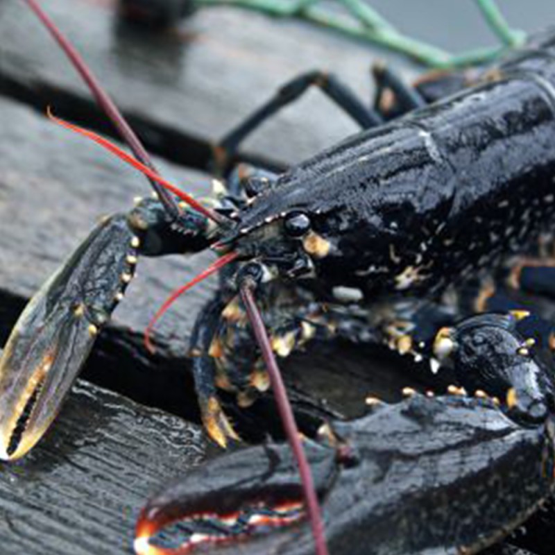 Fish And Clic - Poissonnerie en ligne - Large sélection de poissons ...