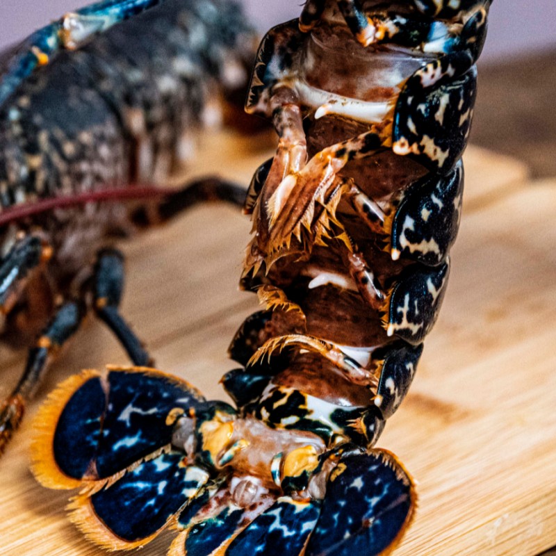 Homard Europe vivant 0,4/0,6kg x1 pièce