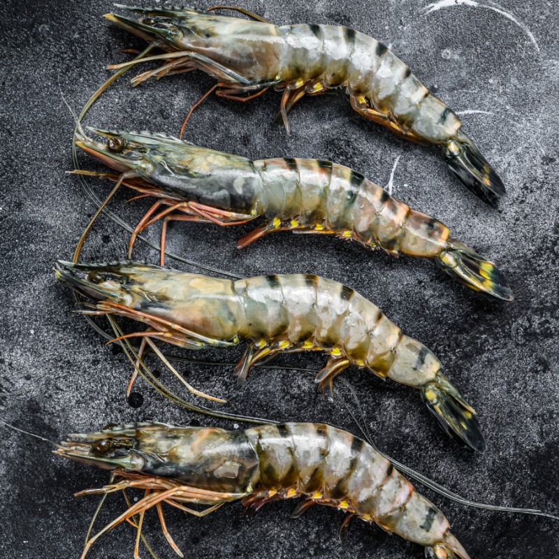 Crevettes Crues Décongelées Black Tiger - Gambas - calibre U5 Sauvage ...