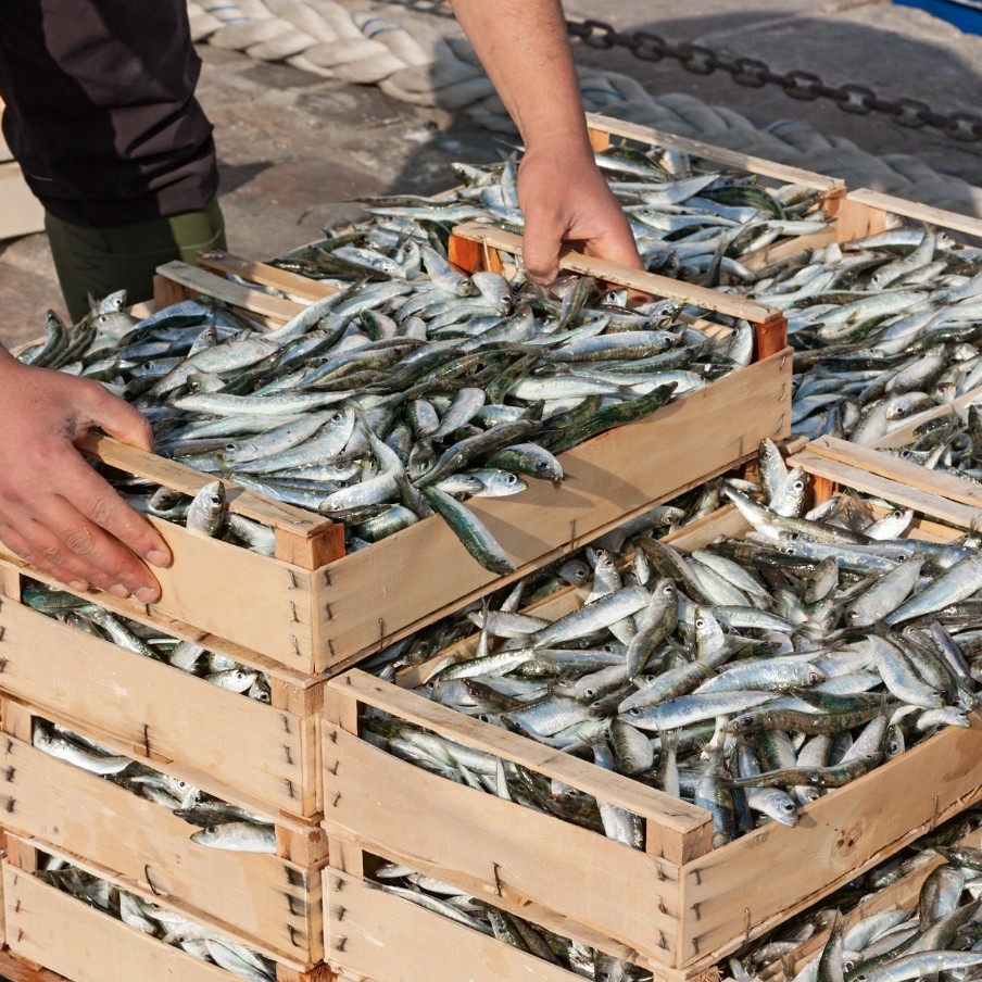 Filet de sardine Lot 1kg
